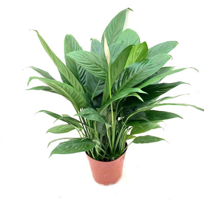 白掌盆栽一帆风顺美酒白鹤芋花卉