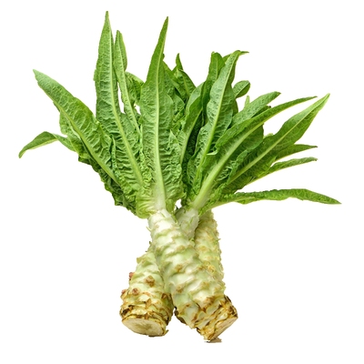 红皮莴笋苗莴苣小丽的铺子秋季