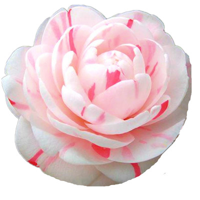 白底十八学士经典差盆栽好养