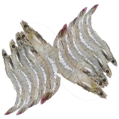 活虾真空包装自觅食健康营养美味