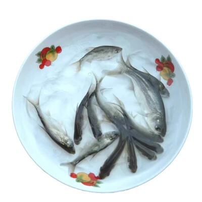 悦芝蓝大白鲢鱼苗四大家鱼鲢鱼苗