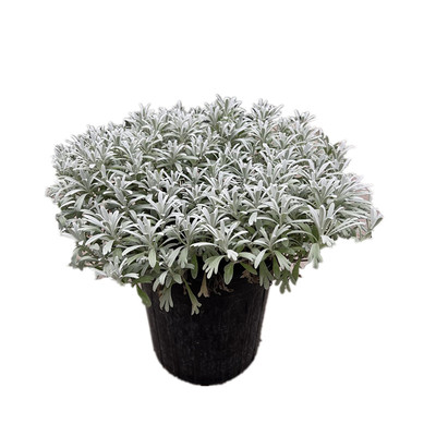 银色观叶耐寒耐热四季常青芙蓉菊