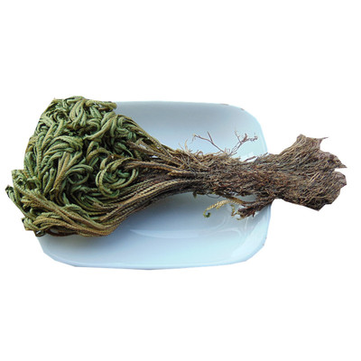 深山野外石岩卷柏干货九死还魂草