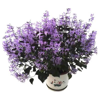 绿植薰衣草花卉非常容易盆栽包邮