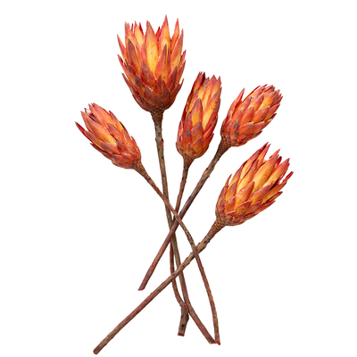 软装饰品干花北花西舍进口干花