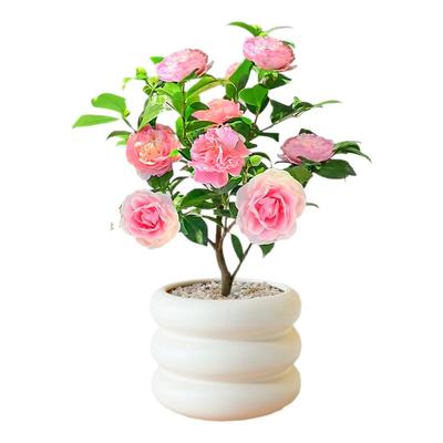 雨不停精品香妃茶花盆栽