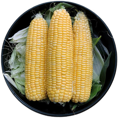 超甜水果玉米种籽高产糯玉米种子