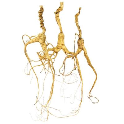 长白山林下参残支野山参泡酒打粉