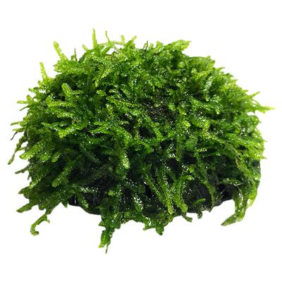 大三角凤尾莫斯半球水草沉底前景