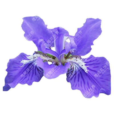 鸢尾花世界国产鸢尾花苗庭院别墅花园植物盆栽马兰花苗地栽多年生