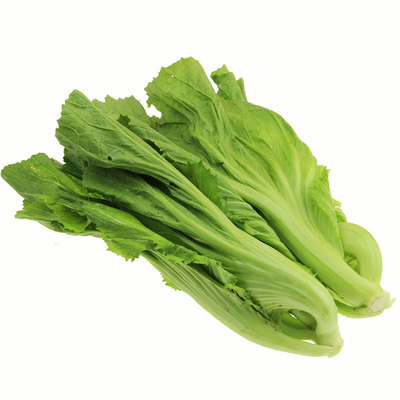 水东芥菜质脆嫩耐热耐风雨