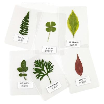 塑封树叶标本植物过塑认识带标签