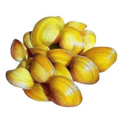 黄金蚬专吃鱼粪便净水河蚌冷水清道夫清洁工具观赏螺鱼苗观赏鱼
