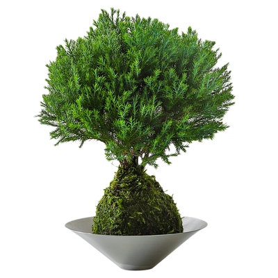 懒人必入！放青松绿植养死包赔！