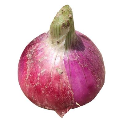 洋葱种子四季种植秧苗