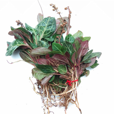 新鲜中药材鹿衔草贵州紫背金牛草