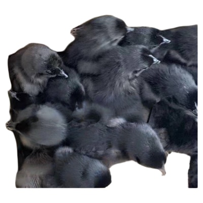 纯种五黑鸡活苗纯种乌骨鸡脱温苗鸡活苗幼苗五黑一绿壳蛋鸡小鸡苗