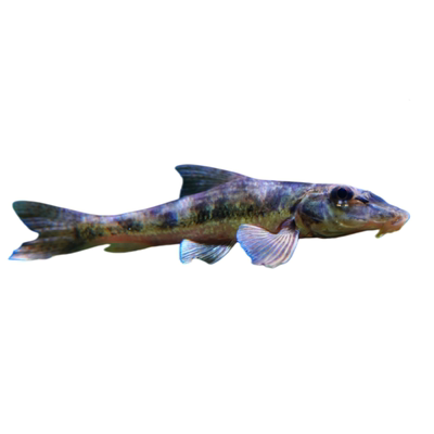 似鮈鱼翻砂鱼清洁鱼工具鱼棒花鱼高端冷水观赏鱼清道夫不加温好养