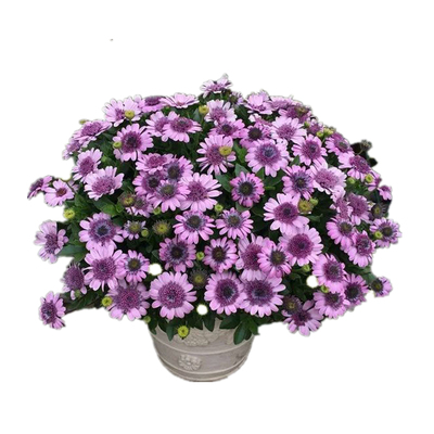 南非万寿菊蓝目菊花苗重瓣易爆盆
