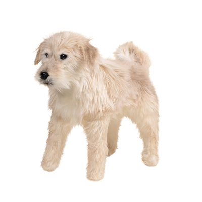 卡豆克隆仿真狗狗玩偶长毛公仔