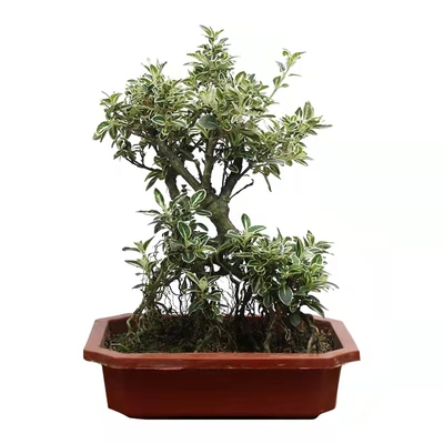 微型盆景六月雪金边六月雪