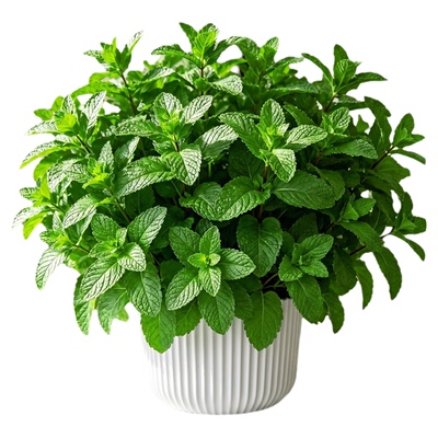 【食品级】薄荷大盆栽