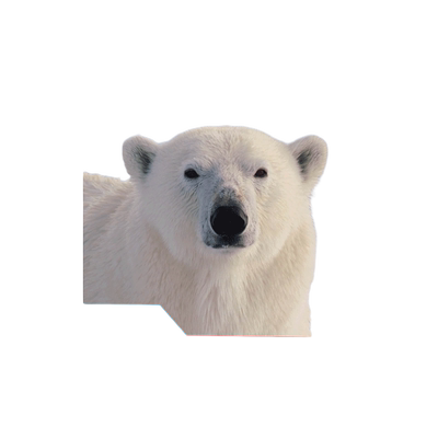 英文原版 BBC Earth Amazing Predators Ladybird Readers Level 6 小瓢虫分级阅读系列 第六级 神奇的捕食者 英文版 进口英语书