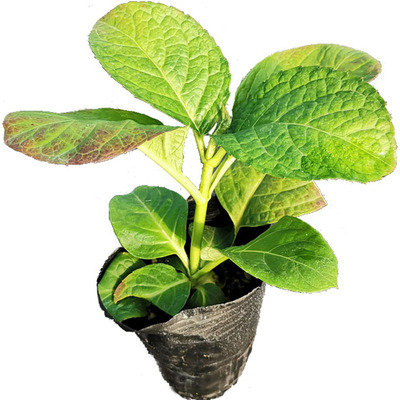 1.进口绣球花苗花卉盆栽植物彩色梦想卡伦细高跟惠子小姐4棵包邮
