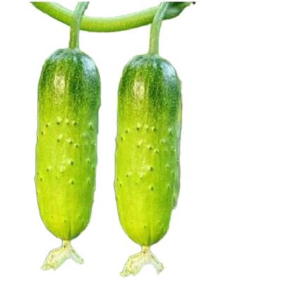 水果黄瓜种子四季好种黄瓜种孑