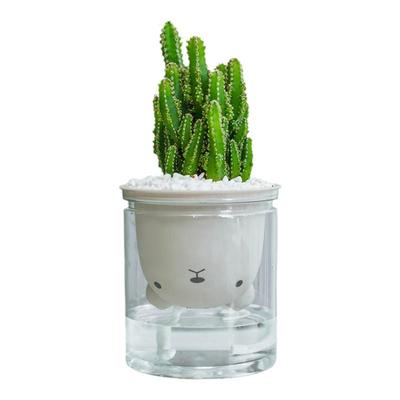 仙人掌万重山办公室桌面绿植