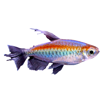 美人鱼刚果石蓝苹果电光马克洛奇观赏鱼群游鱼