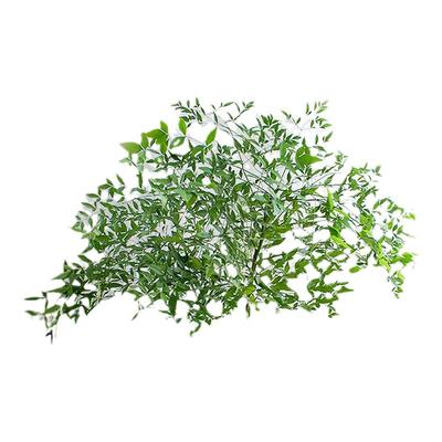 【枝枝爆叶】特级带根好看又好养