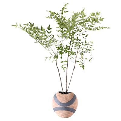 水培南天竹带根绿植秋色侘寂风