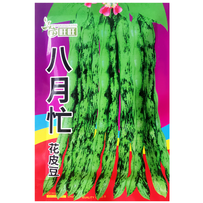花皮豆角种子高产早熟无筋