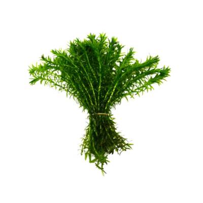 蜈蚣草水草后景水草养龟养鱼草缸