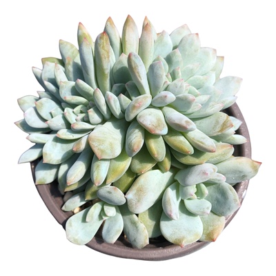 橙梦露星影缀化多肉植物一物一拍