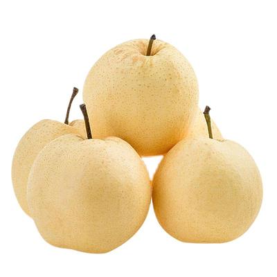 正宗山西贡梨酥梨现摘非砀山应季