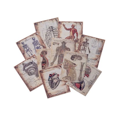 棕熊家手帐拼贴复古人体解剖暗黑