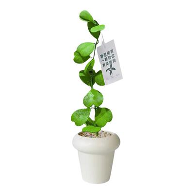 心叶球兰多肉植物室内小盆栽老桩一片心办公桌面绿植仙人掌治愈系