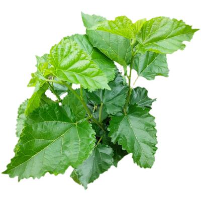 新鲜桑叶蚕宝宝蚕食物嫩桑叶芽头
