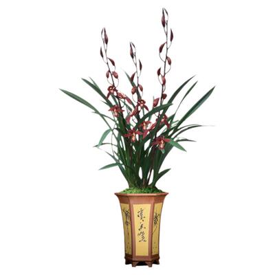 翁源兰花正品大花蕙兰红花带花香