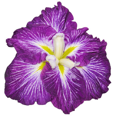 玉蝉花裸根苗大花菖蒲花菖蒲黄菖蒲鸢尾花园耐寒耐热植物花苗预售