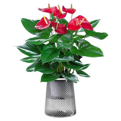 花水培白盆栽红掌发财树花卉鸿运室内绿萝箩植物吸当头掌绿植甲醛