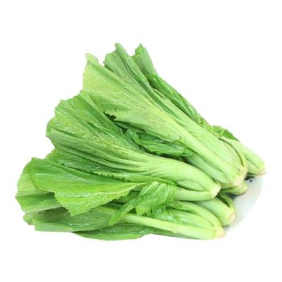 云南青菜芥菜大叶青菜5斤