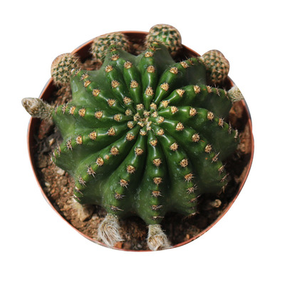 浓桃筋仙人球庭院开花美观小盆栽