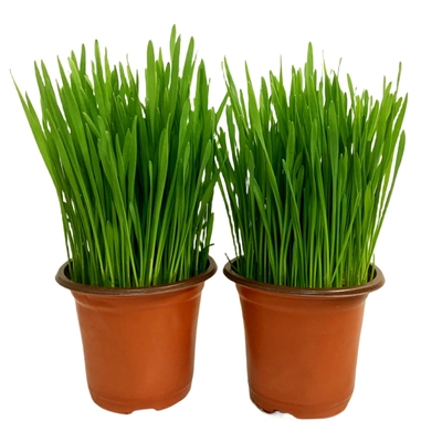 猫草已长好盆栽去毛球猫零食猫薄荷小麦水培种子无土栽培懒人猫草