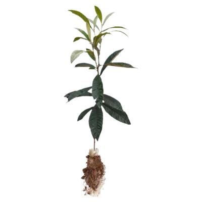 嫁接庭院地栽南北方枇杷果树果苗