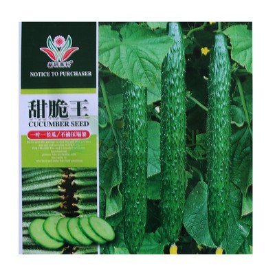 春播种子 甜脆黄瓜种子 青瓜 刺黄瓜地黄瓜 瓜果蔬菜阳台种菜籽