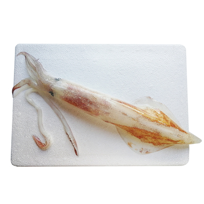 东山岛海钓火箭鱿鱼鲜活刺身枪鱿大管透抽特大海鲜新鲜枪乌贼带冰