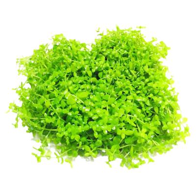 前景爬地矮珍珠迷你鱼缸草坪易活